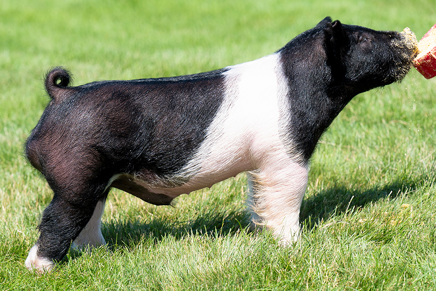 New Boars - Genetic Edge